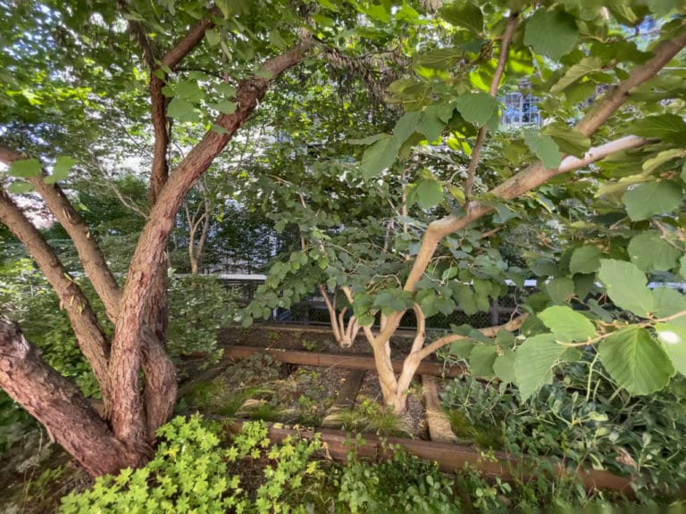 Visit the High Line for a Scenic New York Walk